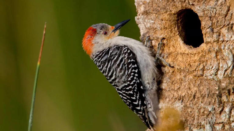 10 birds that build the most unique nests