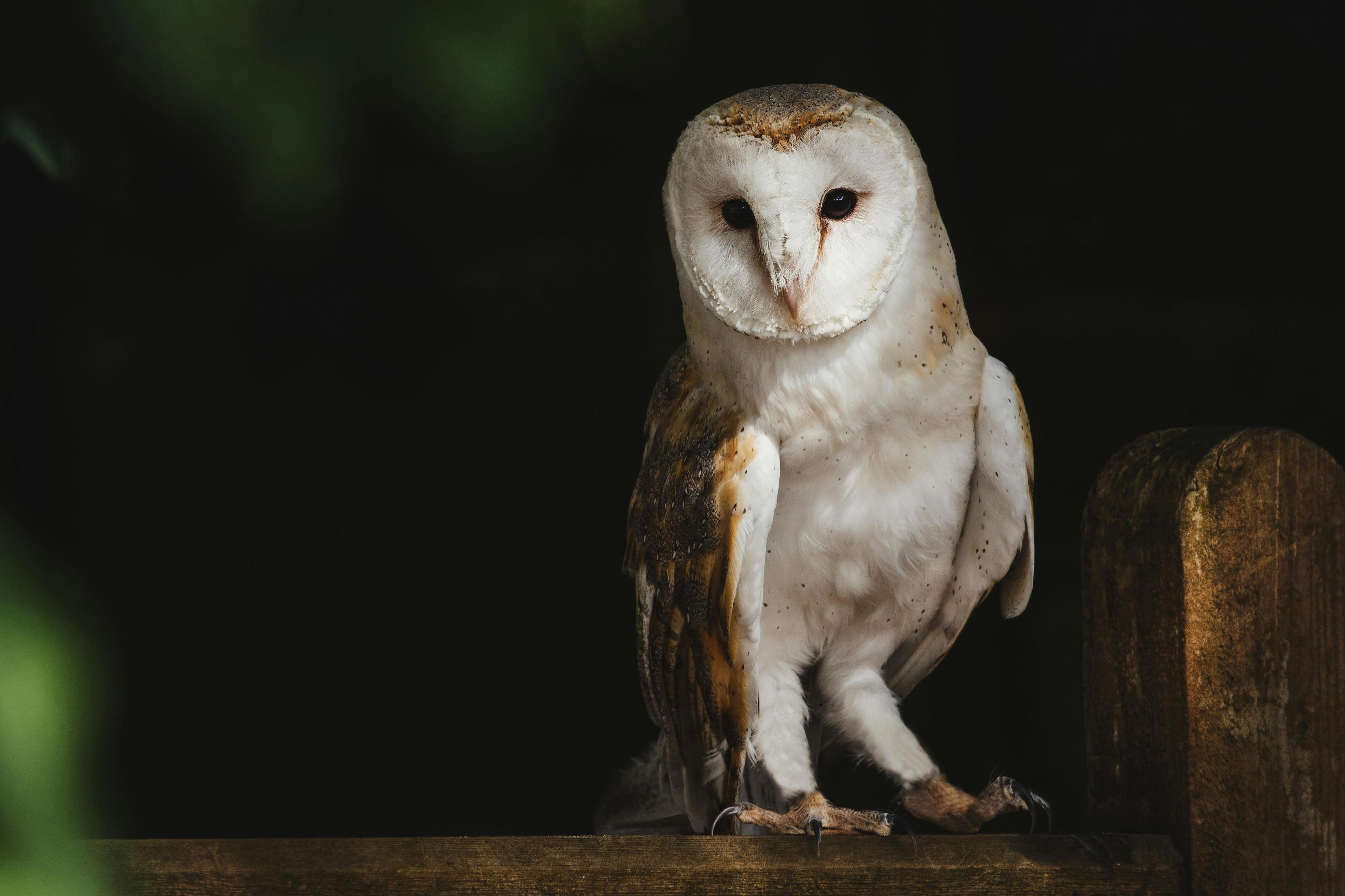 5 nocturnal animals that rule the night