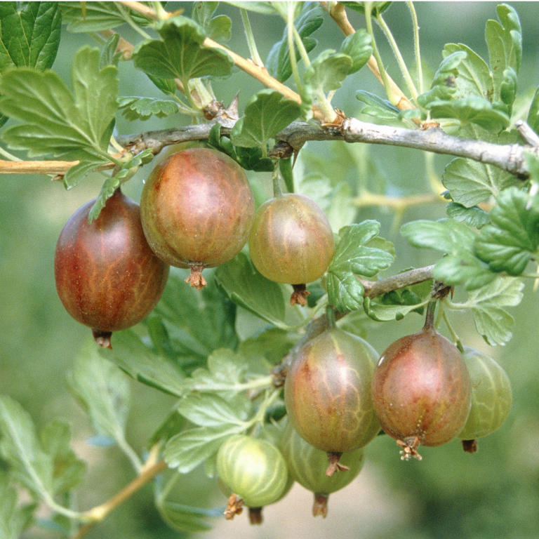 How to grow gooseberries – everything you need to know about planting ...