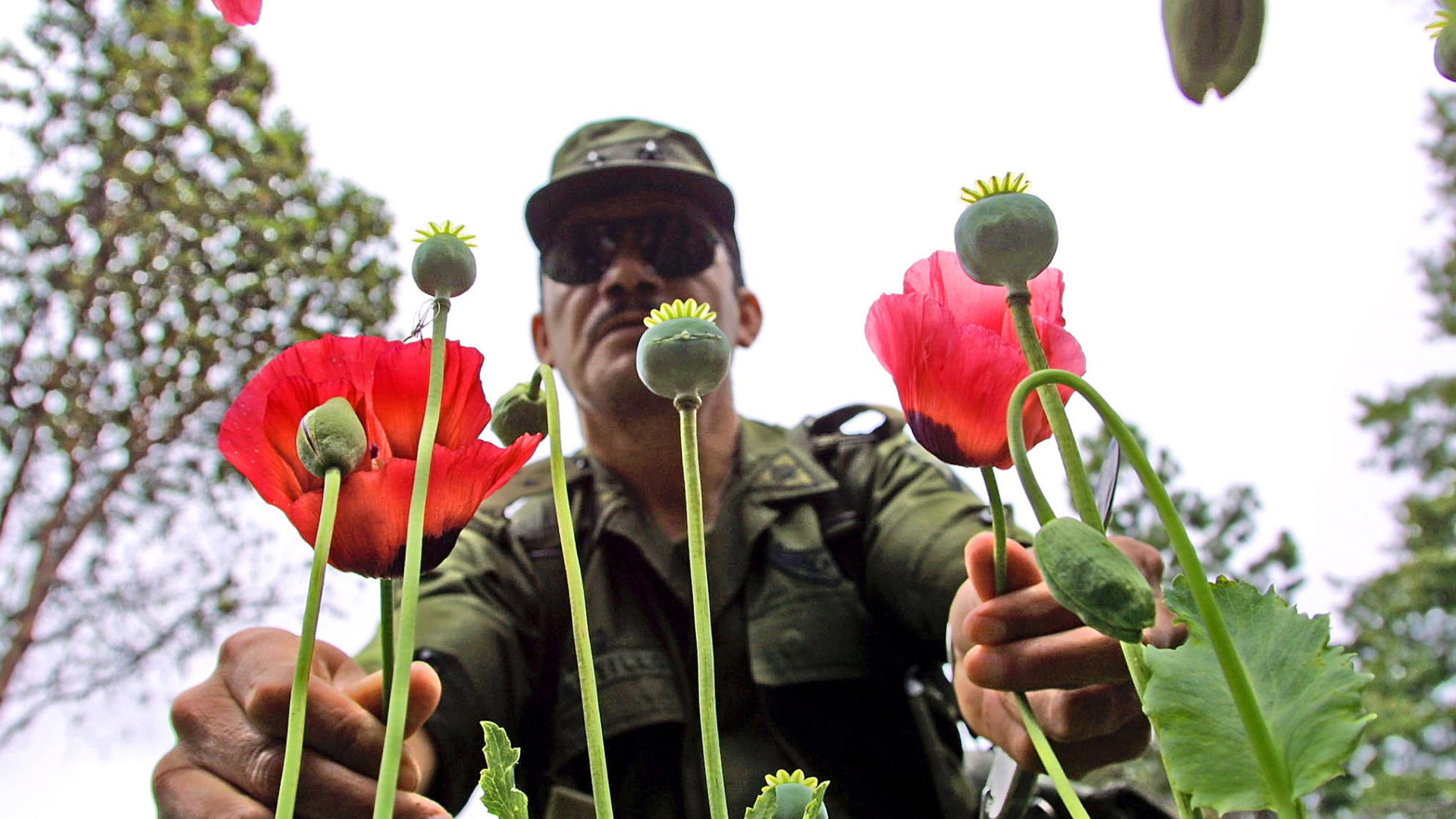 Bewusstseinsverändernde Pflanzen aus aller Welt