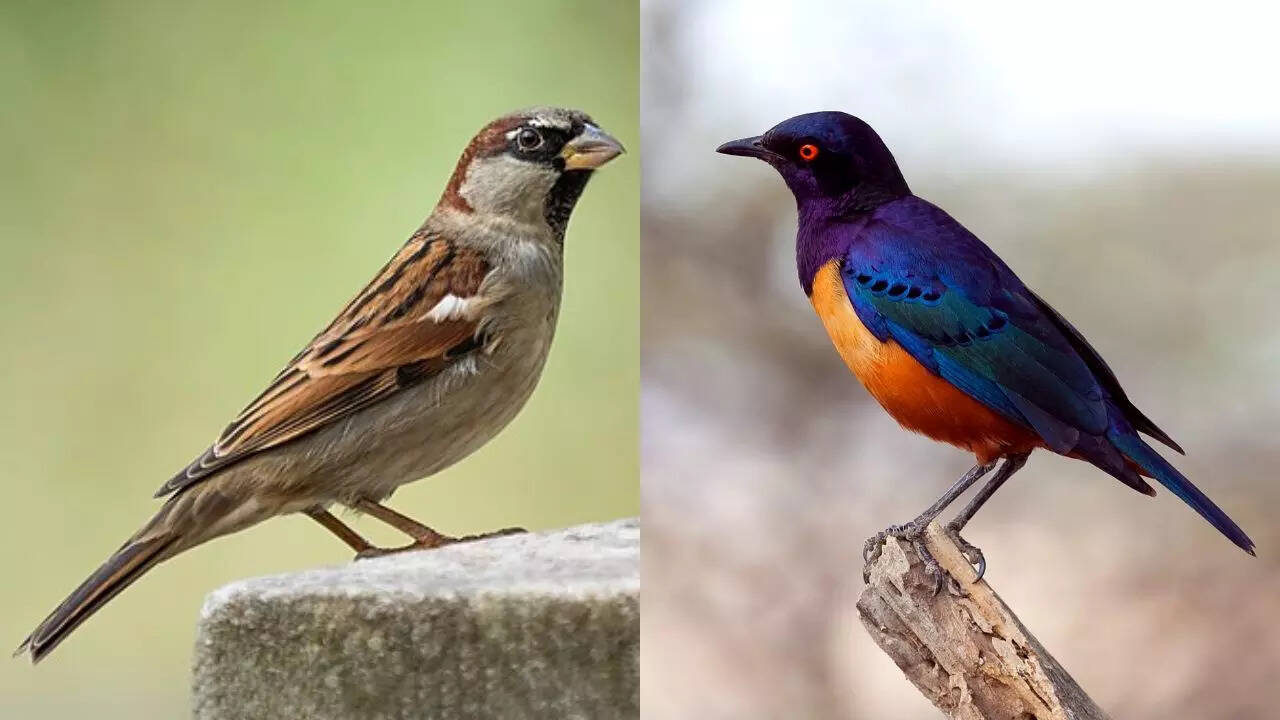 Birds struggle to keep up with rapid climate change and facing new ...