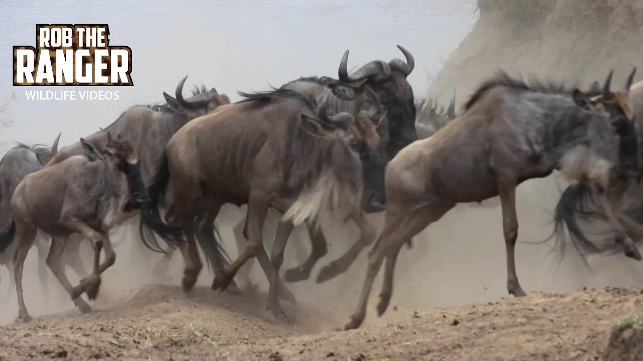 Great Migration Mara River crossing stuns wildlife viewers
