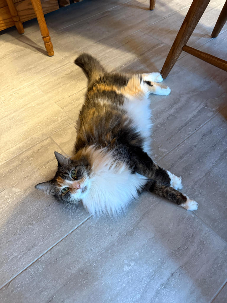 Off the Grid: Sally breaks down USA TODAY's daily crossword puzzle, It ...