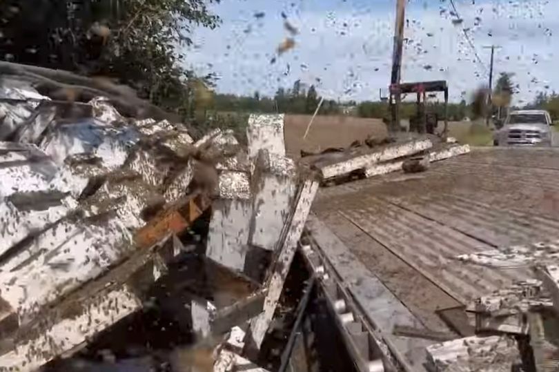 Beekeepers swarm to rescue millions of escaped bees after truck crash
