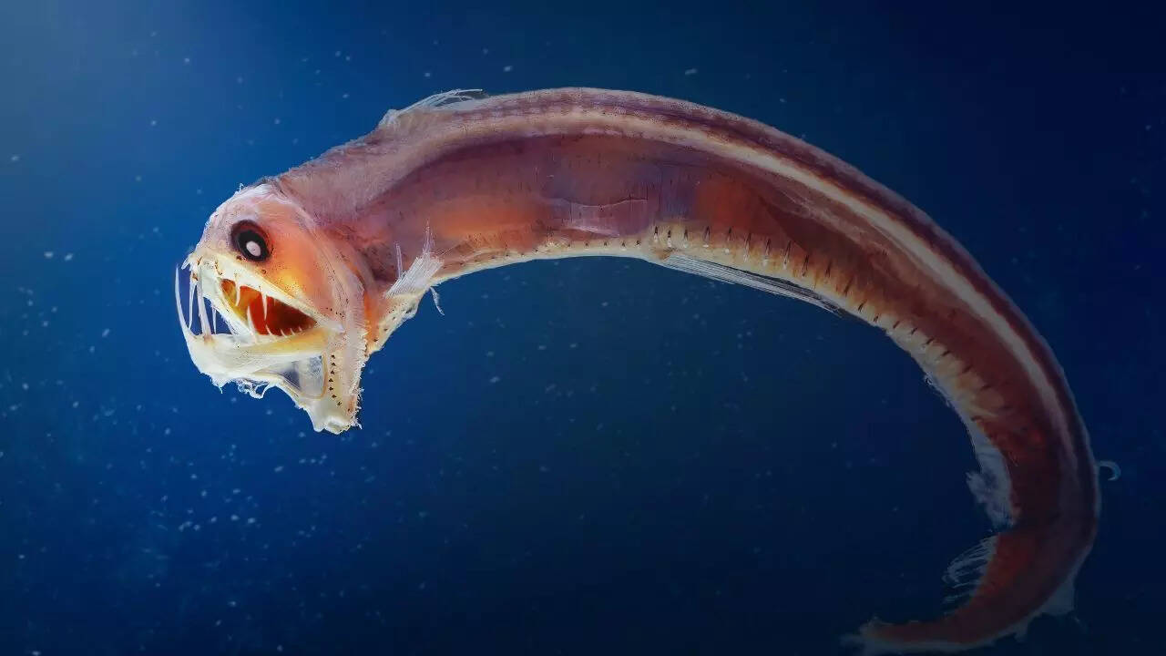 5 bizarre deep-sea creatures that look like aliens