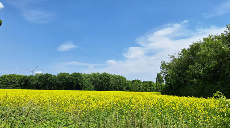 Weerman Samuel: "Zo ziet het weer eruit met Pinksteren"