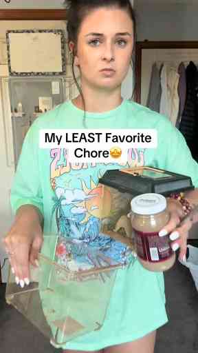 Ultimate Guide to Bearded Dragons Care Tips and Setup for Beginners