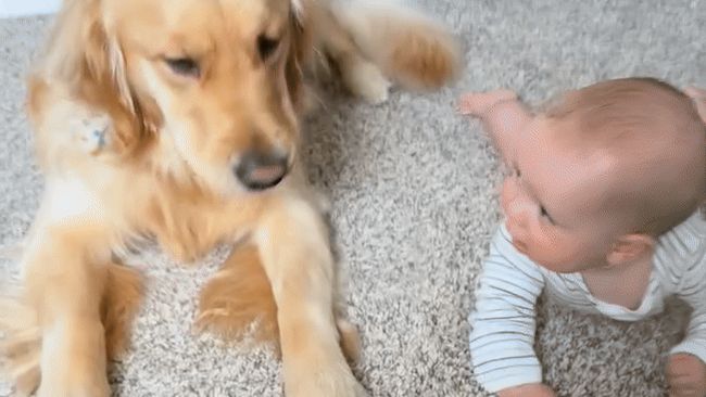 Golden Retriever Teaches Baby How to Crawl in Adorable Video
