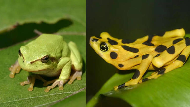 Frogs face life-threatening heat stress from global warming, scientists ...