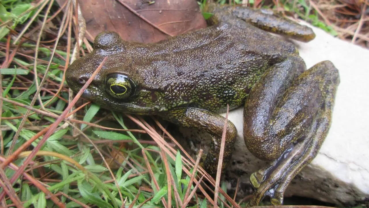 Introducing the Shillong Cascade Frog, a Newly-Discovered ‘Urban’ Species
