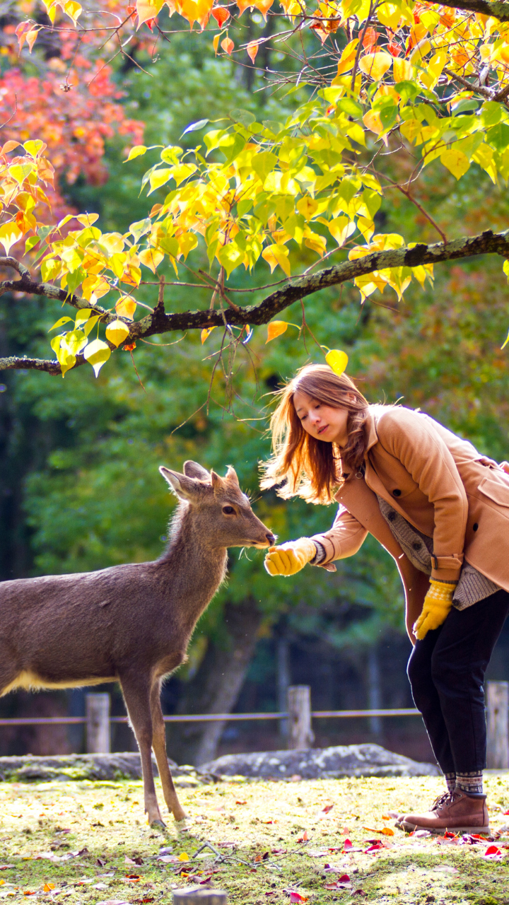 10 unmissable attractions in Japan