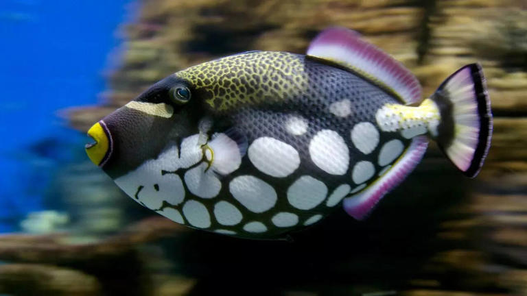 From Mandarinfish to Clownfish: These 8 fishes are so rare and beautiful