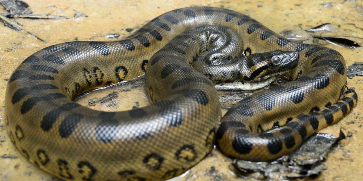VIDEO: Man Tries to Get Eaten by Snake — Instantly Regrets It