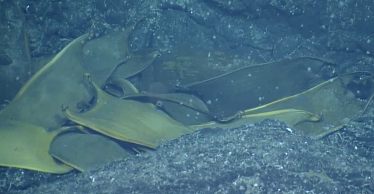 The life and legacy of John F. Kennedy