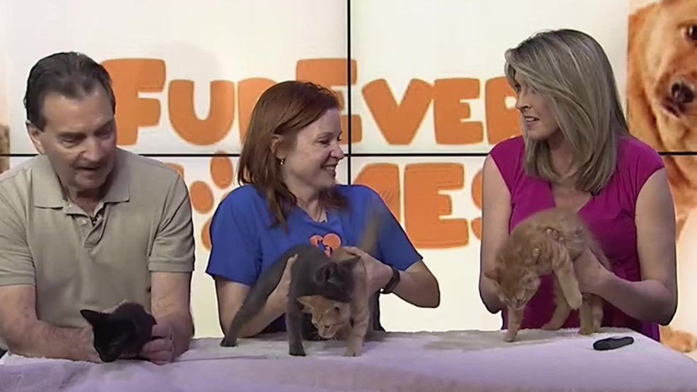 Cuddly kittens seeking FURever homes in the capital region