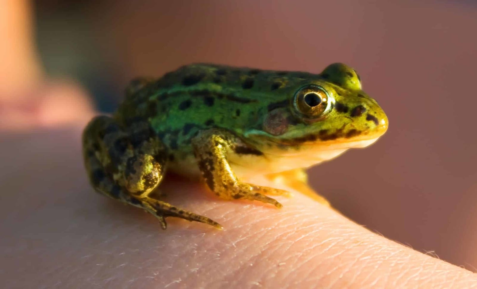 These Creatures Could Vanish Forever… As Cyclones Grow More Violent