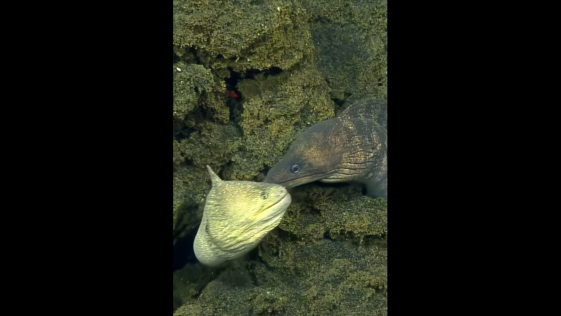 Do moray eels snuggle? See ‘romantic evening' captured in Pacific ...