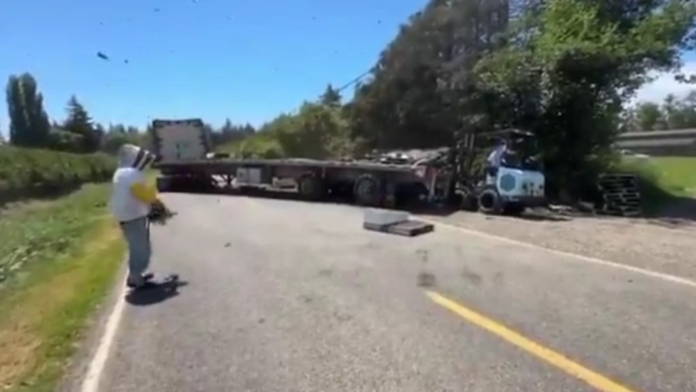 Washington: 14 million bees unleashed after truck crash