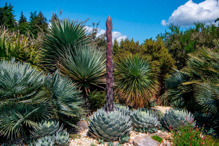 Rare 20-year-old plant is blooming for the first and last time at Point ...