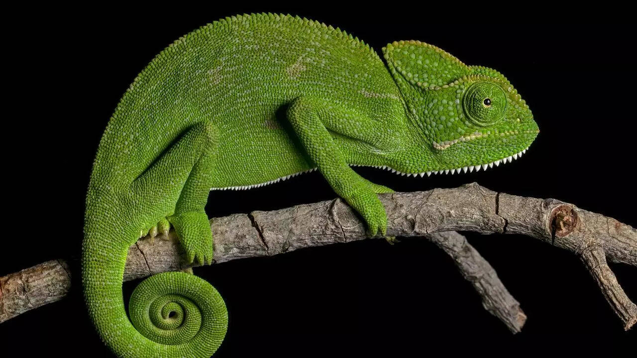 10 colour changing animals that use camouflage for their survival on Earth