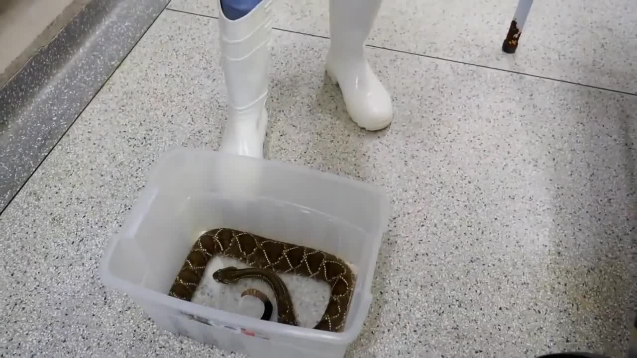 Snake Island Is Real And It's Absolutely Terrifying