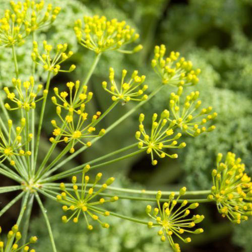 To najgorszy koper do kiszenia ogórków. Przetwory wyjdą paskudnie gorzkie