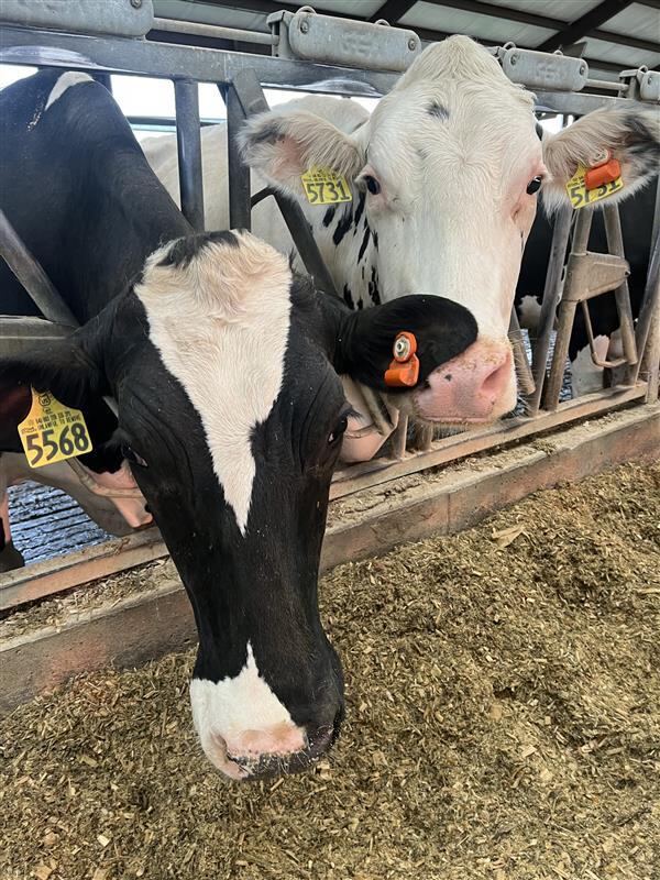 Adopt a dairy cow campaign gets underway
