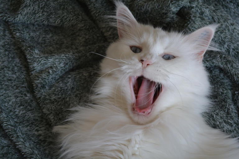 Marvelous Maine Coon Caught Meowing ‘Mama’ Is Daughter of the Year
