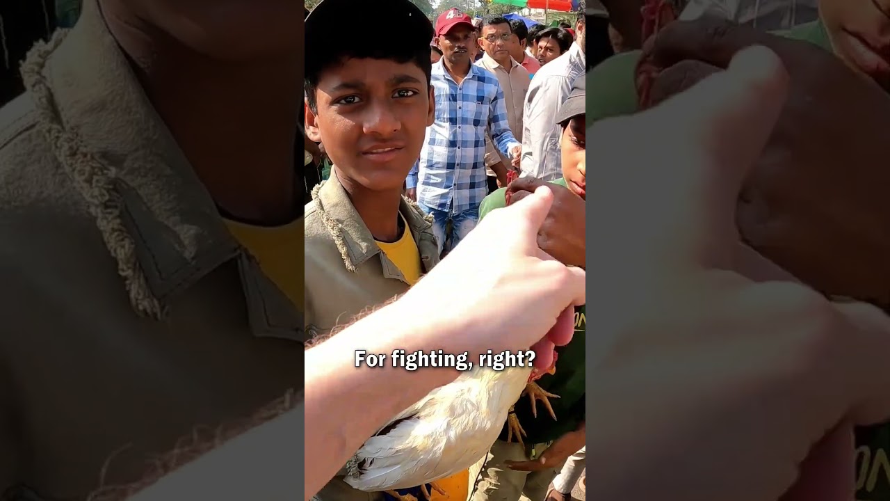 Uncovering Chicken Fights in Kolkata, India