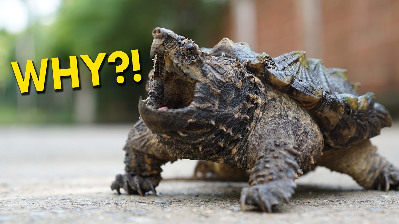 The Evolution of Turtle Shells – Nature’s Perfect Defense