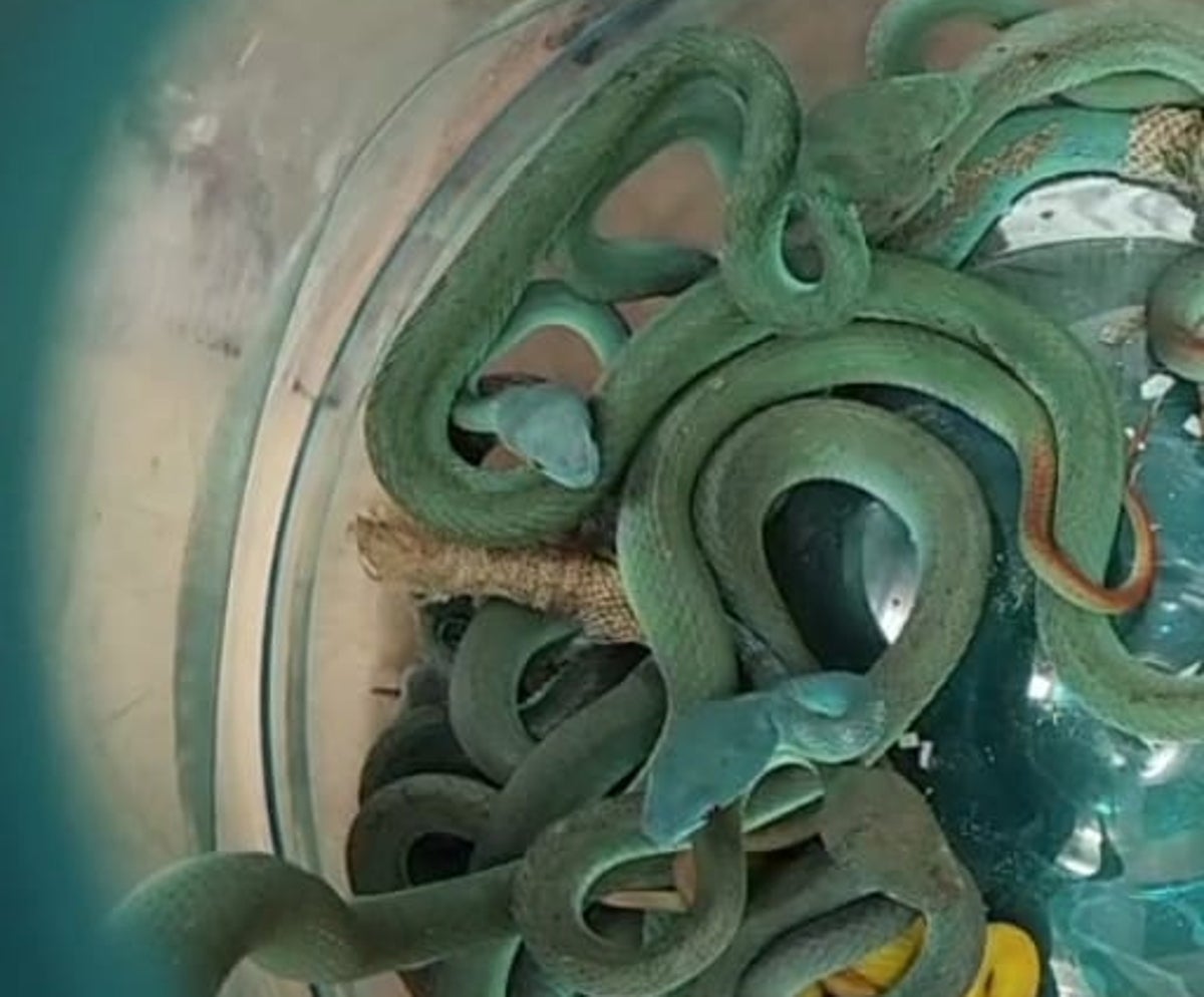 Indian smuggler caught at airport with 52 live venomous snakes and ...