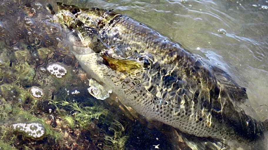 The Starting Spot: Clunn Speaks, the New All-American Champ, and a ...