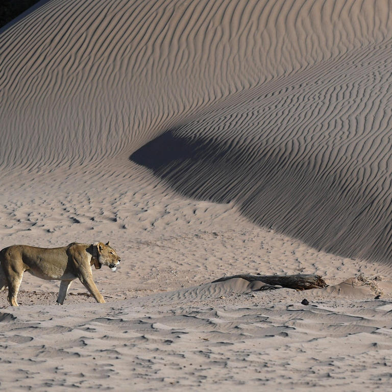 Lion kills man at luxury safari lodge after he left tent to use toilet