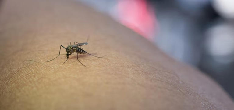 Dengue Fever: Meaning, Symptoms, Treatment and Preventive Measures