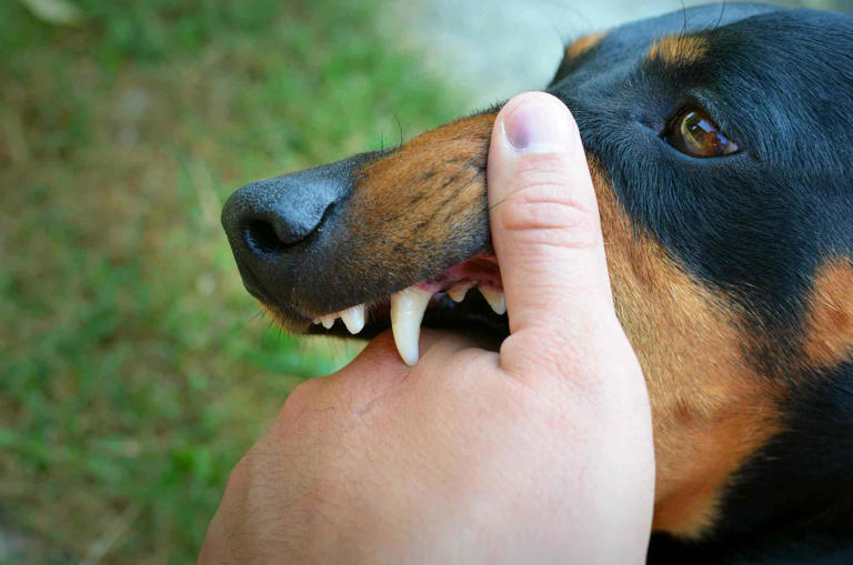 All You Need to Know About Rabies: From Symptoms to Vaccine