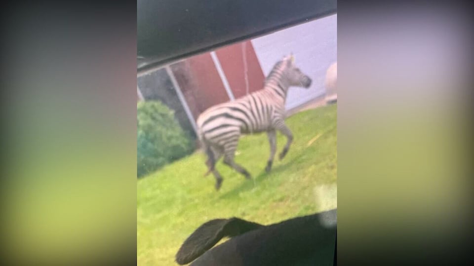 Zebra on the loose in Tennessee