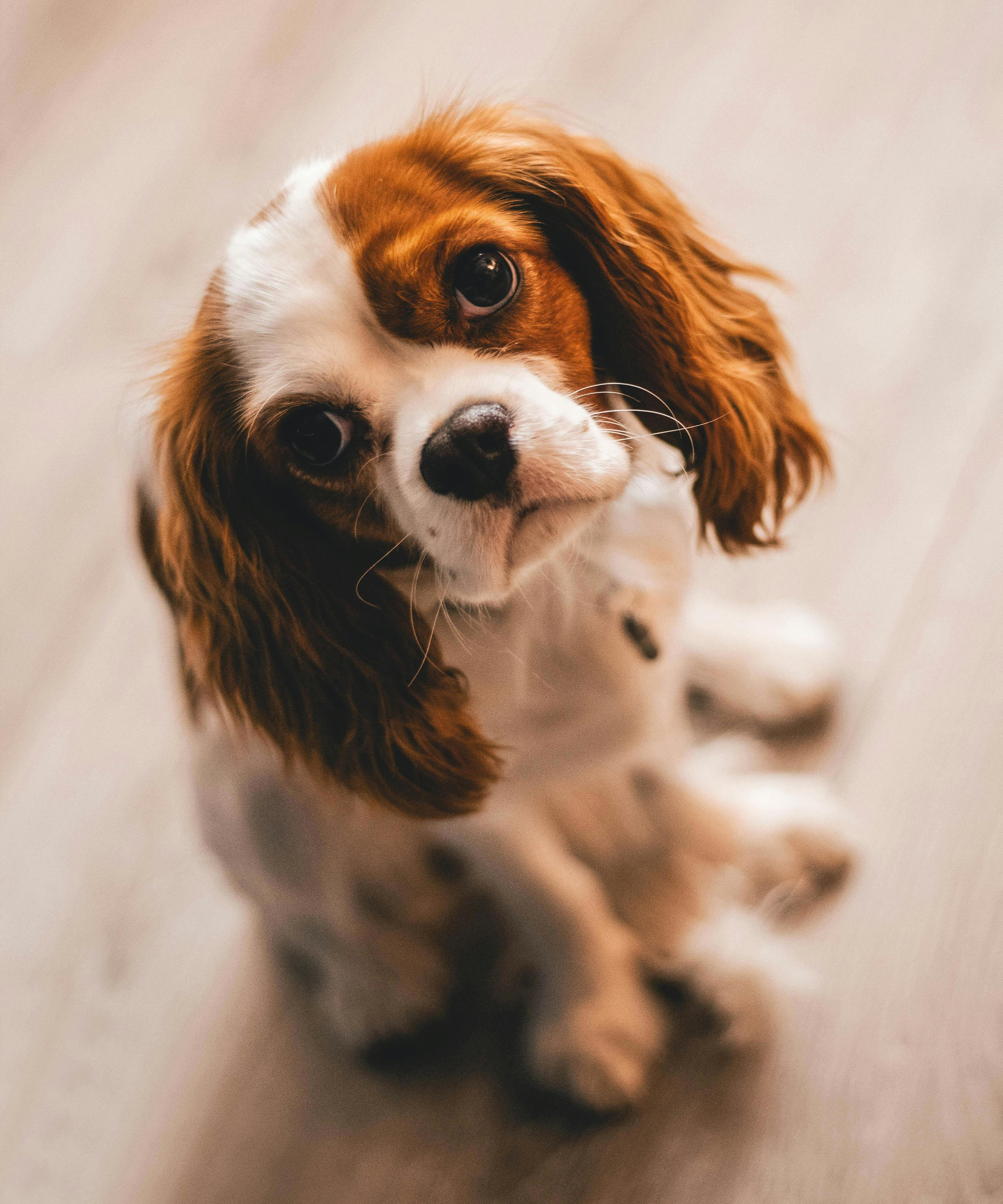 5 dog breeds that look like teddy bears