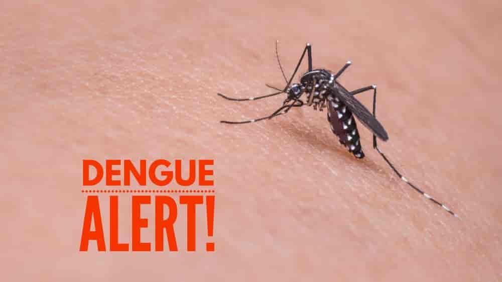 Dengue Fever: Meaning, Symptoms, Treatment and Preventive Measures