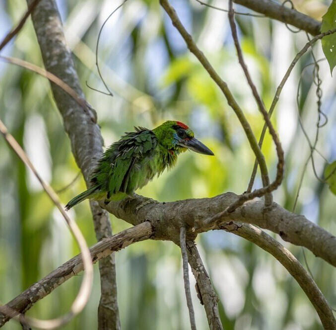 Feathered Friends and Forest Paths: Top Bird Watching Trails in Pune