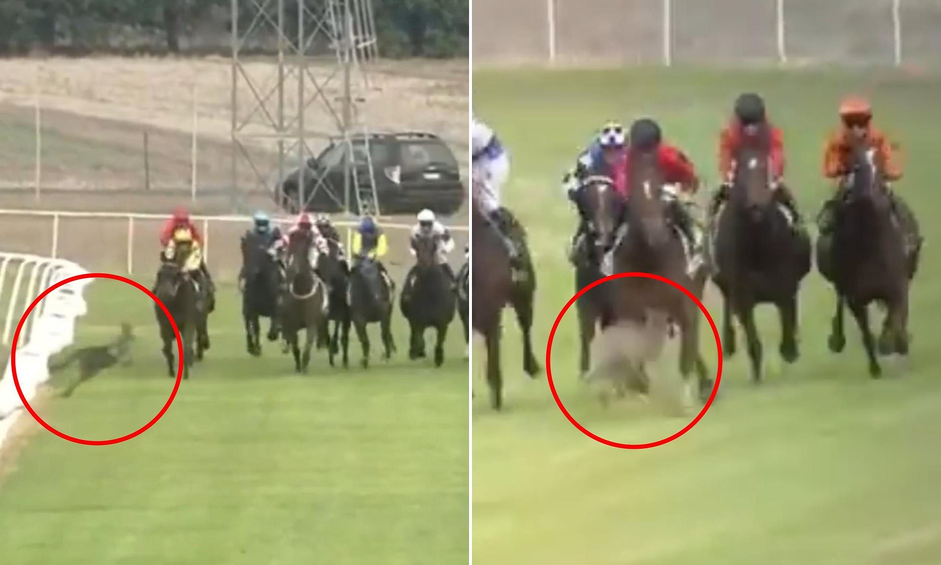 See the moment a kangaroo comes within INCHES of causing a disastrous ...