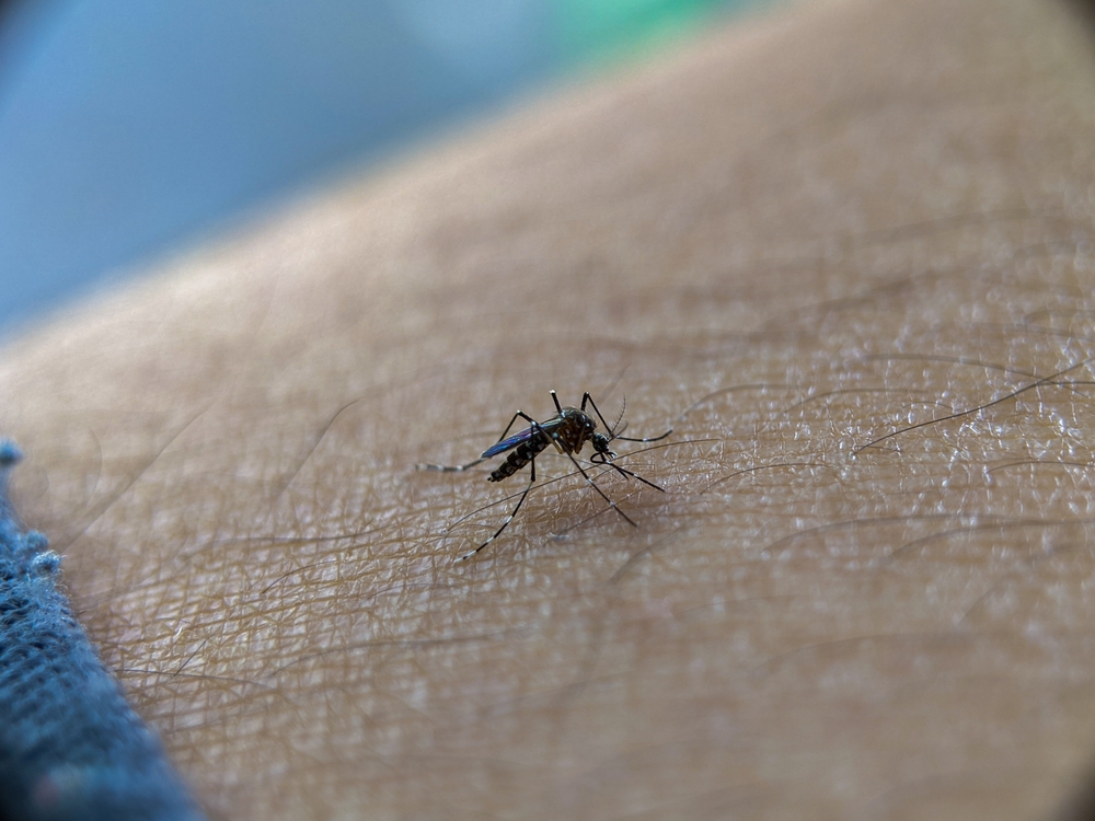 Mosquitoes have favorites – here’s why you’re one of them