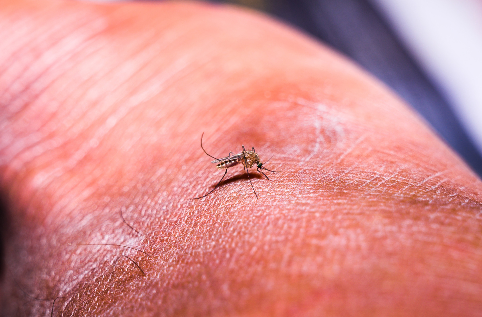 How climate change is fueling mosquito-borne diseases