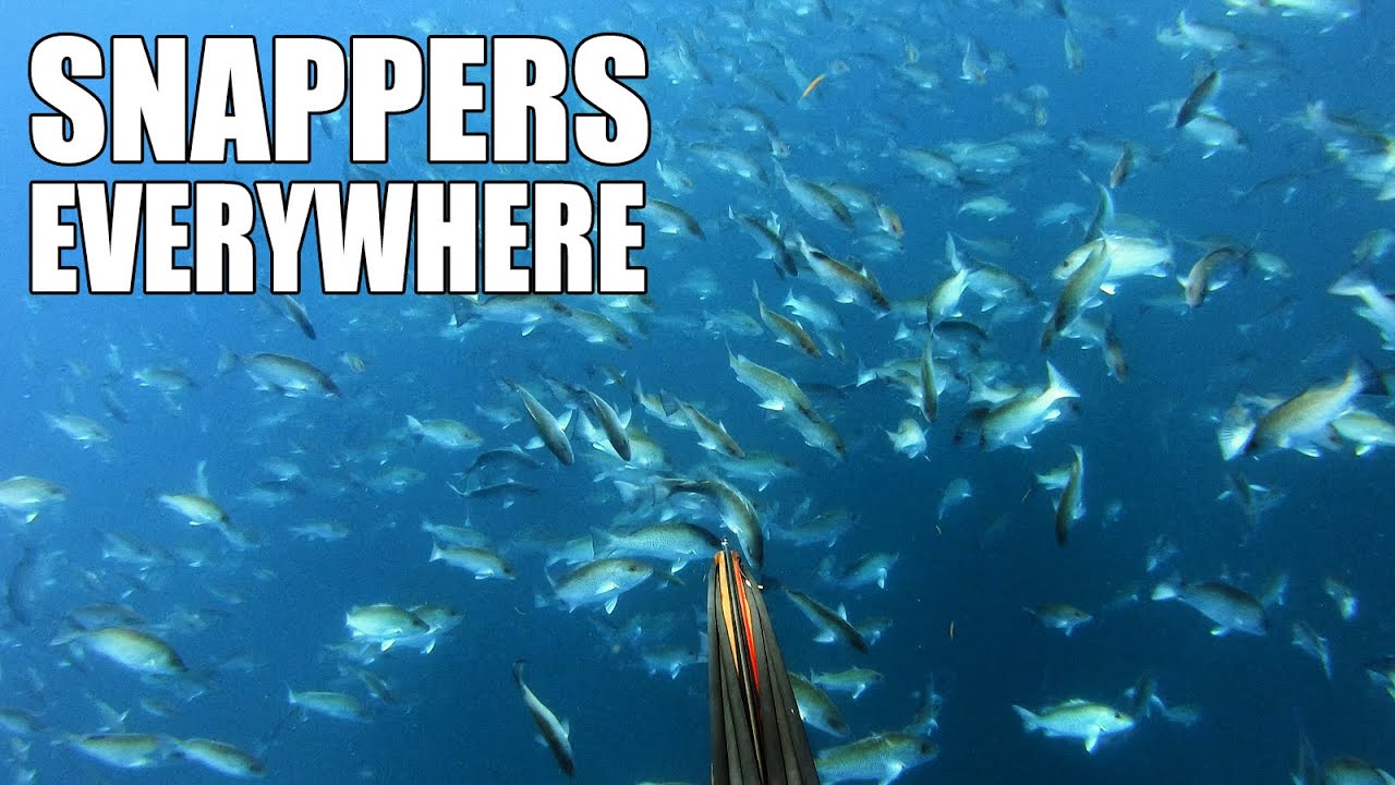 Snapper Slam! Mangrove, Red & Cubera All in One Trip