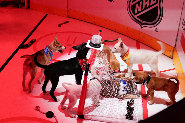 Dog lineup released for 2025 Stanley Pup: Meet Sidney Pawsby and more