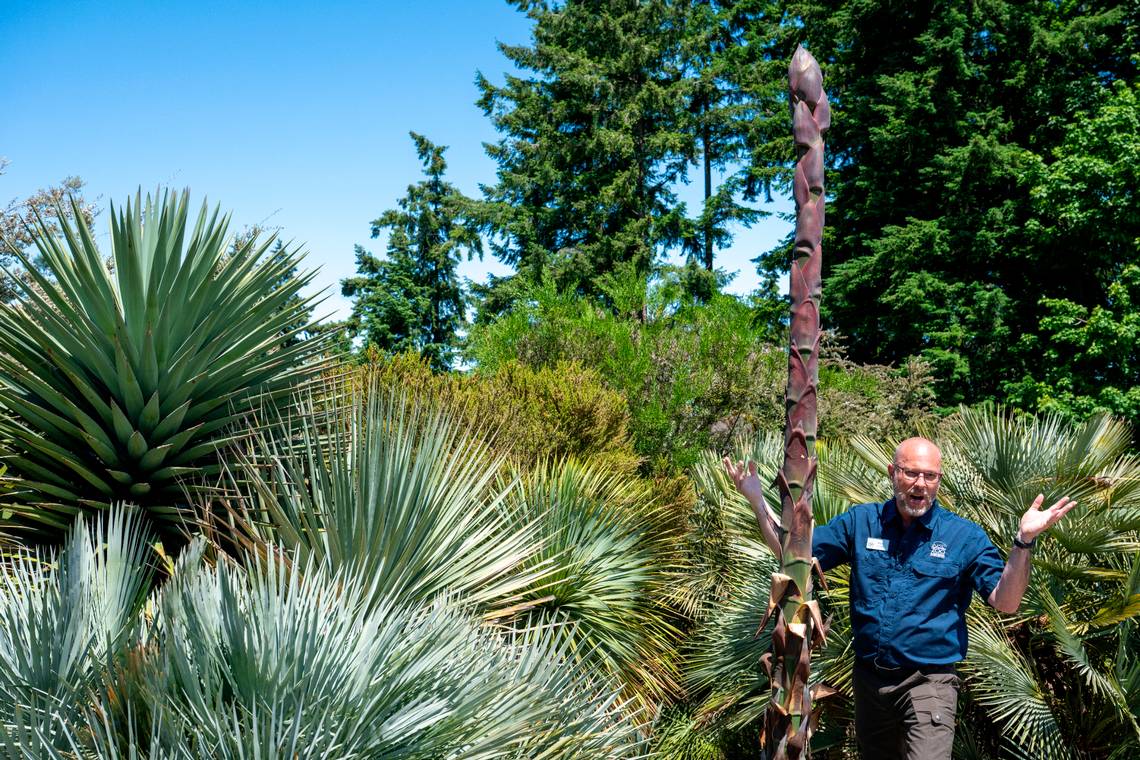 Rare 20-year-old plant is blooming for the first and last time at Point ...