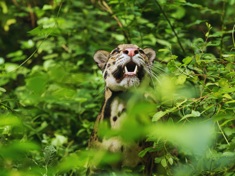 Assam: Clouded leopard caught on camera for the first time preying on ...