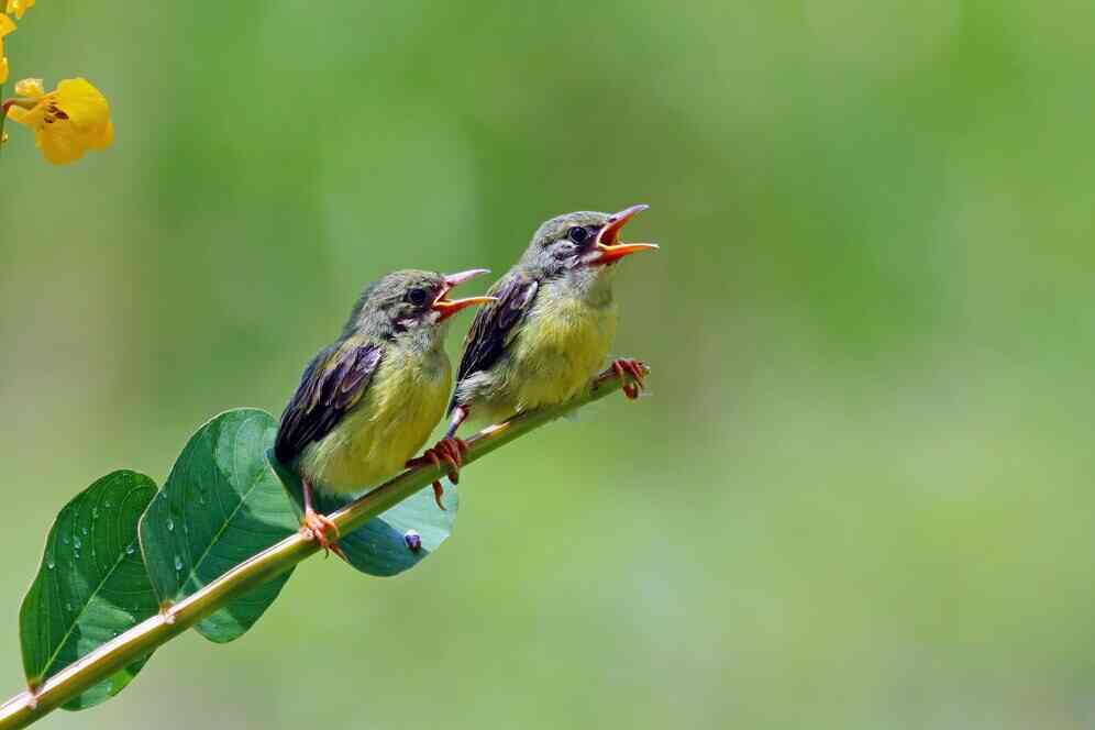 Feathered Friends and Forest Paths: Top Bird Watching Trails in Pune