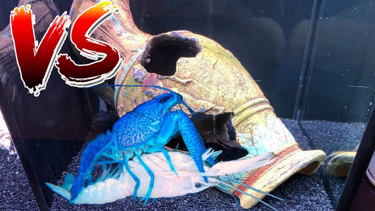 Crawfish Color Genetics: White Meets Blue in Epic Breeding