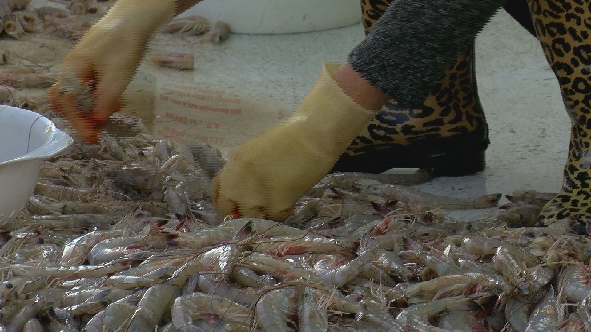 South Carolina commercial shrimp trawling season officially kicks off