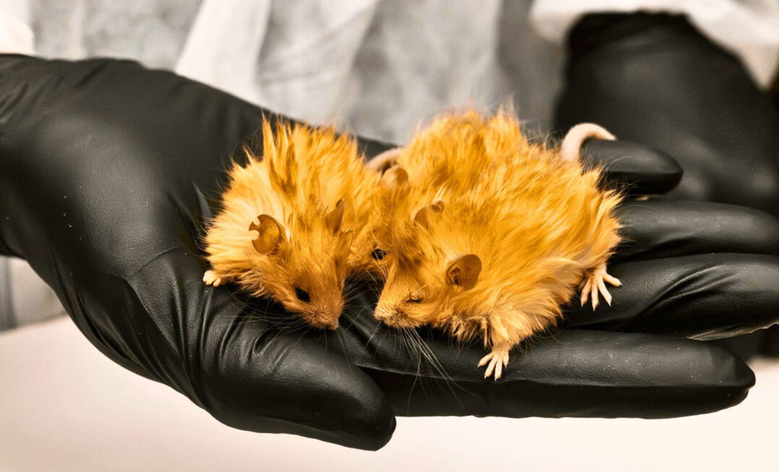 Trying to Bring Mammoths Back to Life, Scientists Create a Strange New ...